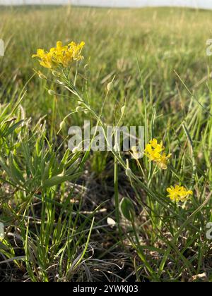 silver bladderpod (Physaria ludoviciana Stock Photo - Alamy