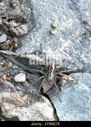 Striped Fishing Spider (Dolomedes scriptus) Arachnida Stock Photo - Alamy