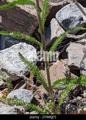 Northern Yarrow (Achillea millefolium borealis Stock Photo - Alamy