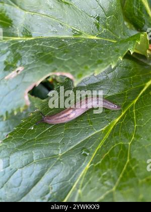 Smooth Land Slugs (Deroceras Stock Photo - Alamy