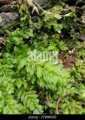 Wavy-leaf Moss (Plagiomnium ciliare Stock Photo - Alamy