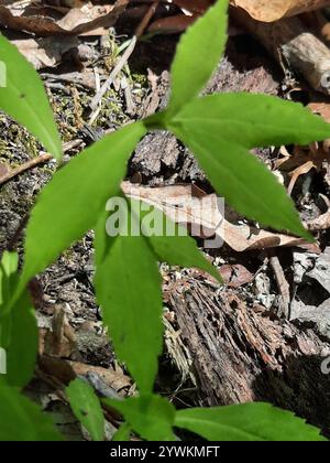 whorled wood aster (Oclemena acuminata Stock Photo - Alamy