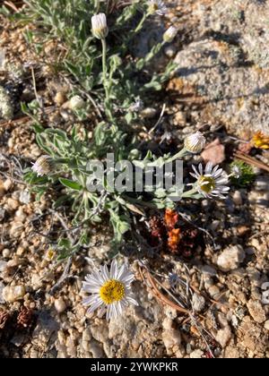Caespitose Fleabane (Erigeron caespitosus Stock Photo - Alamy