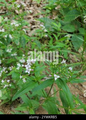 summer bluet (Houstonia purpurea Stock Photo - Alamy