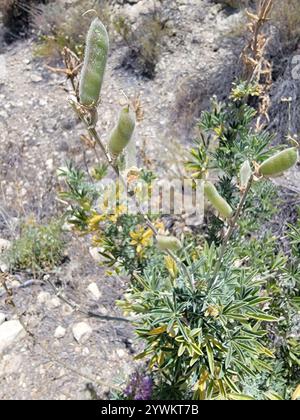 longleaf bush lupine (Lupinus longifolius) Plantae Stock Photo - Alamy