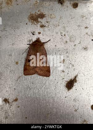 Ingrailed Clay (Diarsia mendica Stock Photo - Alamy