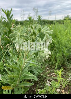 western false gromwell (Lithospermum occidentale Stock Photo - Alamy