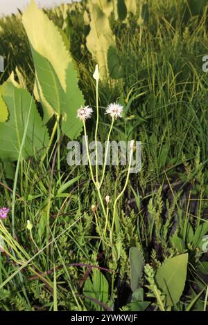Two-flower Dwarf-dandelion (Krigia biflora Stock Photo - Alamy