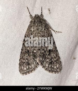 Powdered Dagger (Acronicta impleta Stock Photo - Alamy