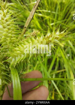 retrorse sedge (Carex retrorsa Stock Photo - Alamy