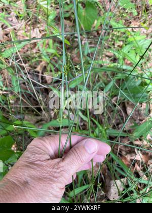 Leathery Rush (Juncus coriaceus Stock Photo - Alamy