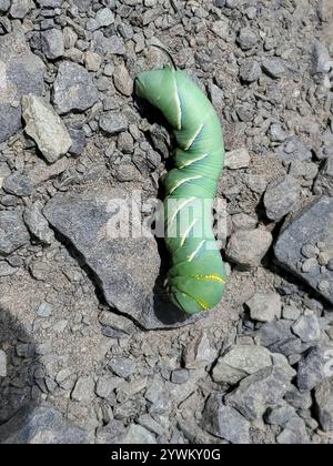 Vashti Sphinx (Sphinx vashti Stock Photo - Alamy