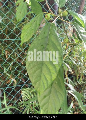 (Ficus erecta erecta Stock Photo - Alamy
