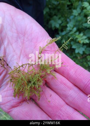 Sickle-leaved Hook-moss (Sanionia uncinata Stock Photo - Alamy