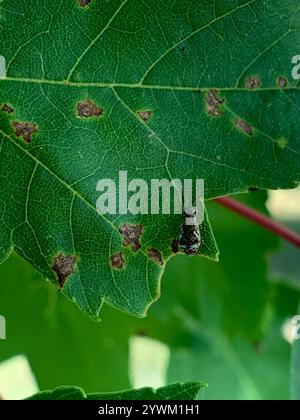 Peach Root Weevil (Pseudoedophrys hilleri Stock Photo - Alamy