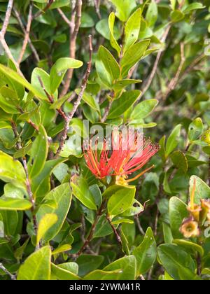 Scarlet rātā vine (Metrosideros fulgens) Plantae Stock Photo - Alamy