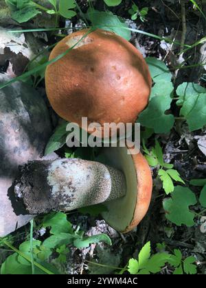 aspen bolete (Leccinum insigne Stock Photo - Alamy