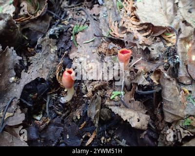rosy goblet (Microstoma protractum Stock Photo - Alamy