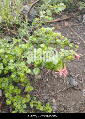 gummy gooseberry (Ribes lobbii Stock Photo - Alamy