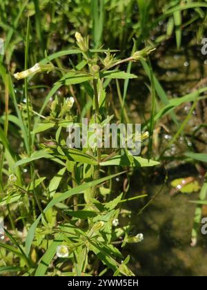 clammy hedge-hyssop (Gratiola neglecta Stock Photo - Alamy