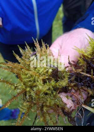 Giant Calliergon Moss (Calliergon giganteum Stock Photo - Alamy