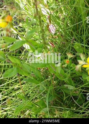 Hypericum ellipticum Hypericum ellipticum Stock Photo - Alamy
