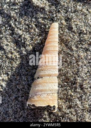 Cooper's Turret (Turritella cooperi Stock Photo - Alamy