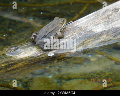 Pool frog complex and its kleptons (Pelophylax lessonae), Amphibia ...