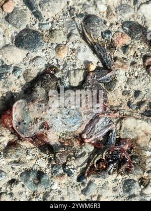 Balearic Green Toad (Bufotes viridis balearicus), Amphibia, Parco ...