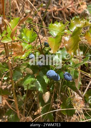 California barberry (Berberis pinnata Stock Photo - Alamy