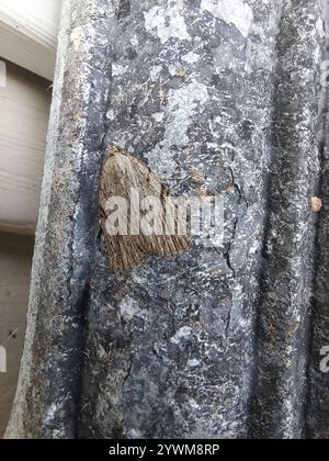 Three-lined Balsa Moth (Balsa tristrigella) Insecta Stock Photo - Alamy