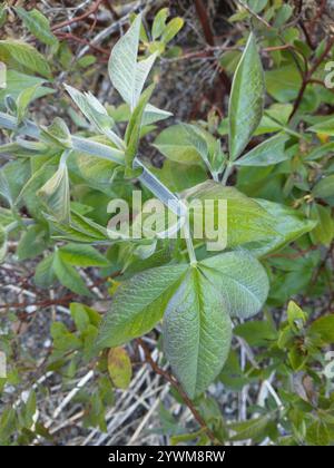 robust false-lupine (Thermopsis robusta Stock Photo - Alamy