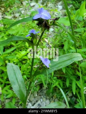 Zigzag Spiderwort (Tradescantia subaspera Stock Photo - Alamy