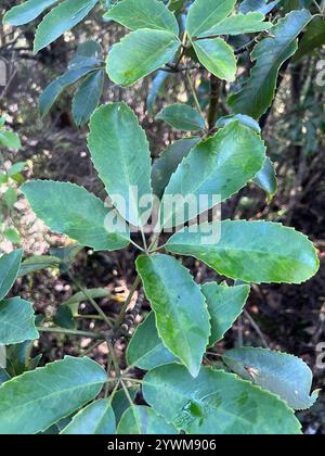 five finger (Pseudopanax arboreus Stock Photo - Alamy