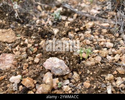 Watson's Cryptantha (Cryptantha watsonii Stock Photo - Alamy
