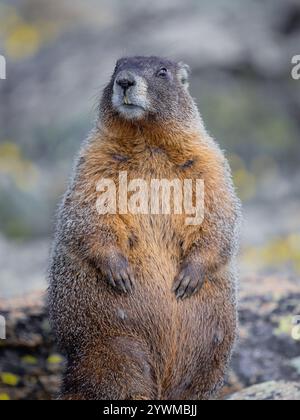 big marmot in the high alpine surrounded by wildflowers Stock Photo - Alamy