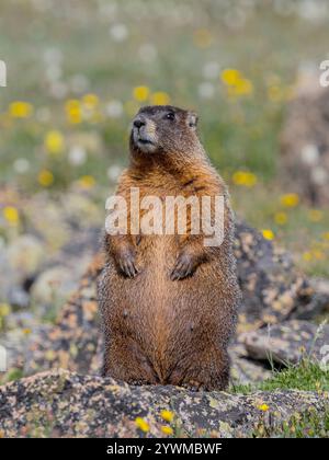 big marmot in the high alpine surrounded by wildflowers Stock Photo - Alamy