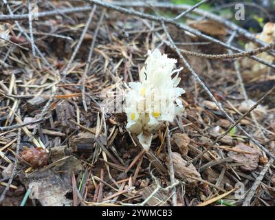 California pinefoot (Pityopus californicus Stock Photo - Alamy