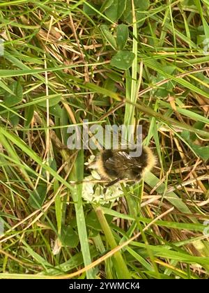 Bohemian Cuckoo Bumble bee (Bombus bohemicus), Insecta, Braunlage ...