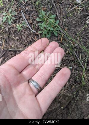 slender-stemmed androsace (Androsace filiformis Stock Photo - Alamy