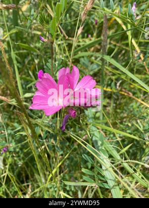 Henderson's Checker-mallow (Sidalcea hendersonii Stock Photo - Alamy