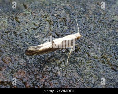 Apple Fruit Moth (Argyresthia conjugella Stock Photo - Alamy