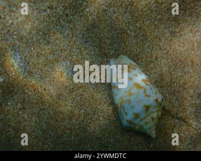 Persian Conch (Conomurex persicus Stock Photo - Alamy