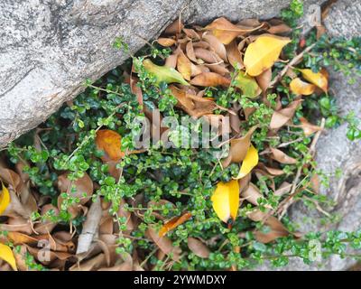 Fukien tea tree (Ehretia microphylla Stock Photo - Alamy