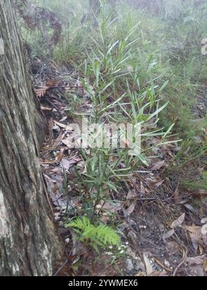 narrow-leaf bitter-pea (Daviesia leptophylla Stock Photo - Alamy