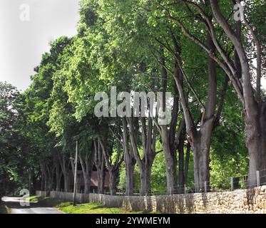 A bank of common Lime trees 'Tiliax europaea' standing tall in a quiet ...