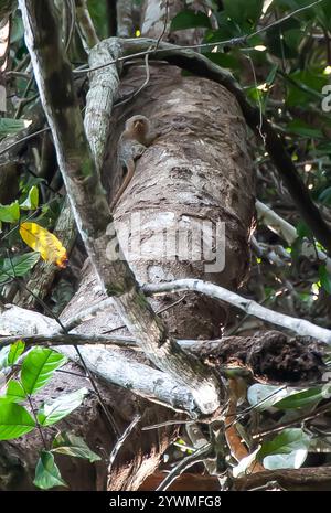 Eastern pygmy marmoset (Cebuella niveiventris) climbing on a tree in a ...