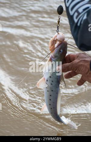Vulture Catfish (Calophysus macropterus Stock Photo - Alamy
