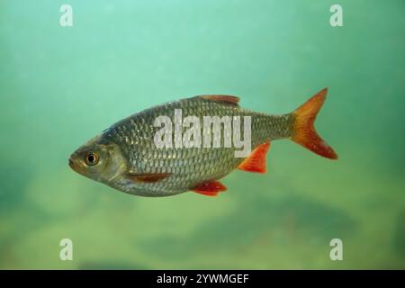 The common rudd - Scardinius erythrophthalmus. Fish from Europe and ...
