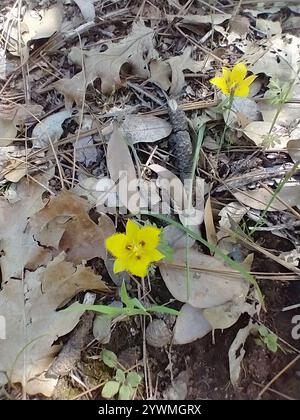 Yellow Star-tulip (Calochortus monophyllus Stock Photo - Alamy